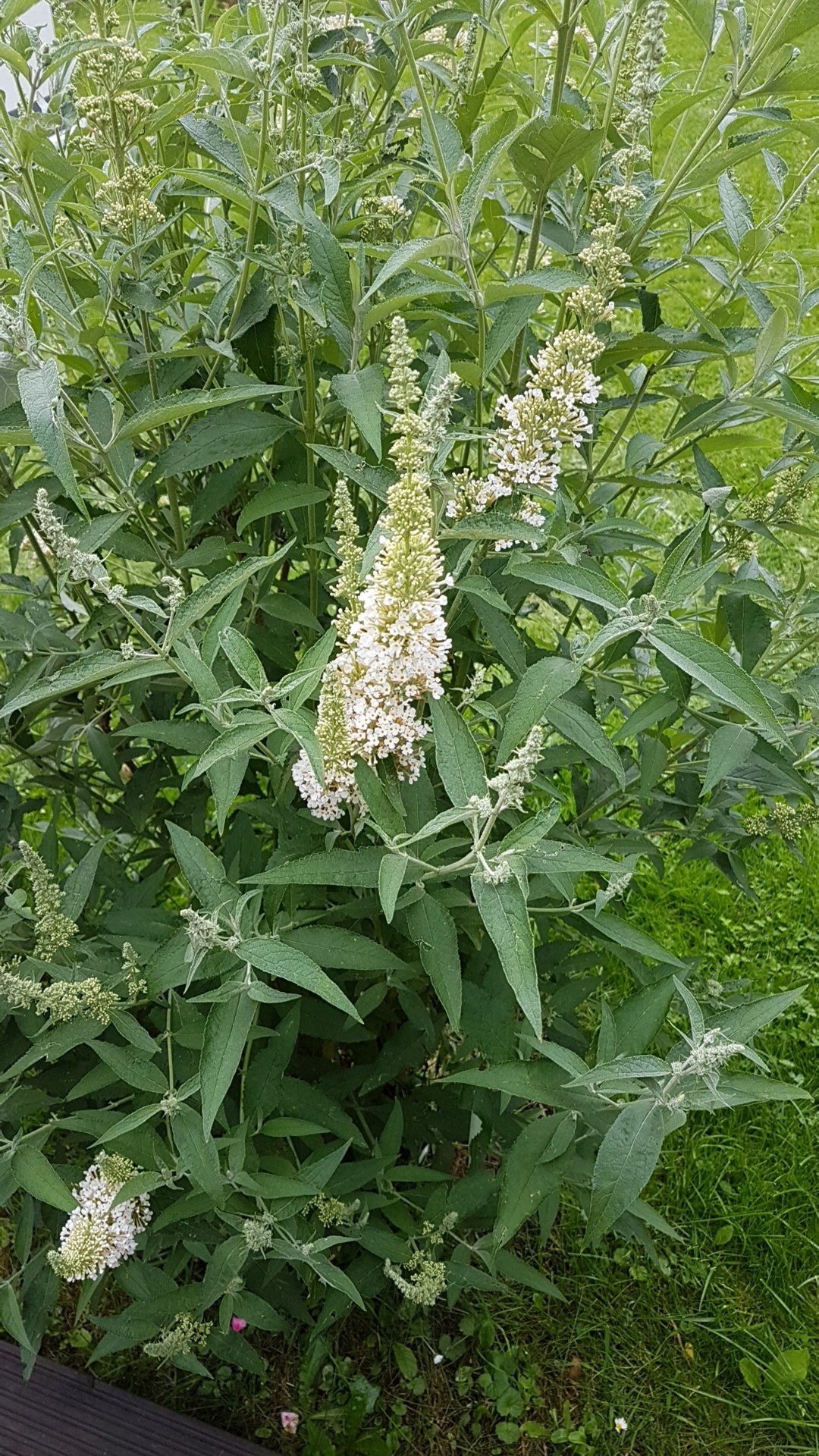 Buddleja davidii 'Buzz Ivory' - PictureThis