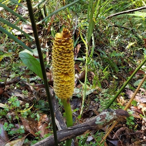 Macrozamia lucida - PictureThis