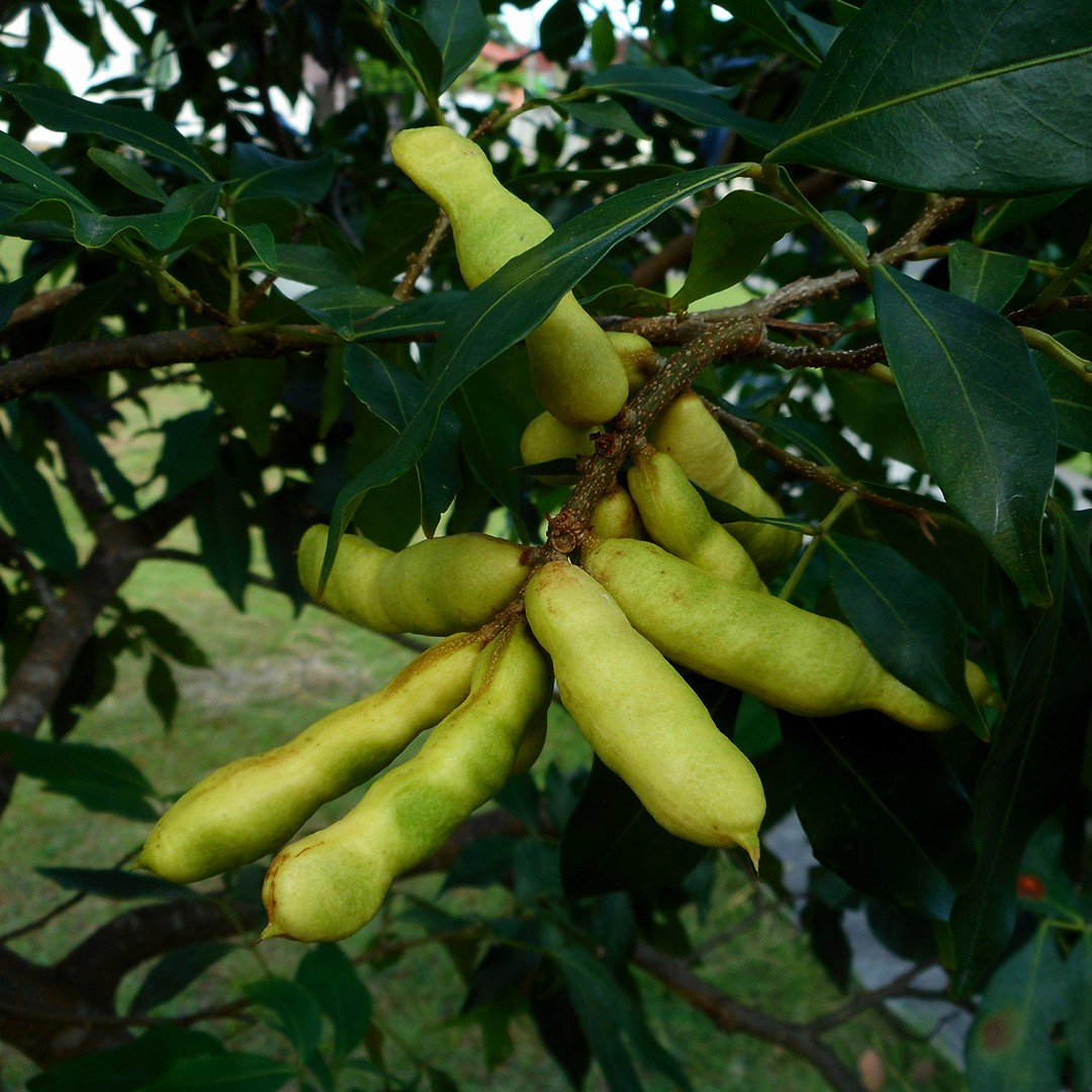 Inga laurina 花言葉，毒性，よくある質問 - PictureThis