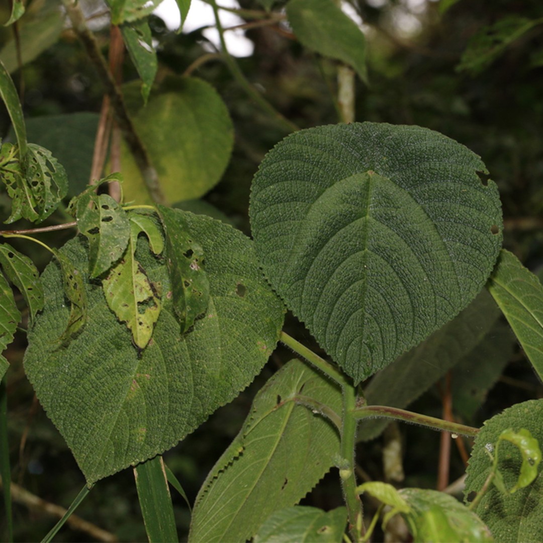 Stinging trees (Dendrocnide) Flower, Leaf, Care, Uses - PictureThis