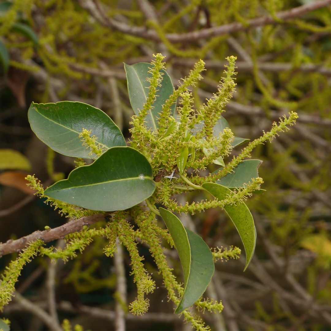 Excoecaria Care (Watering, Fertilize, Pruning, Propagation) - PictureThis