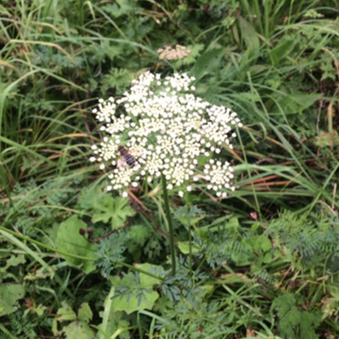 Kümmel-silge (Selinum carvifolia) - PictureThis