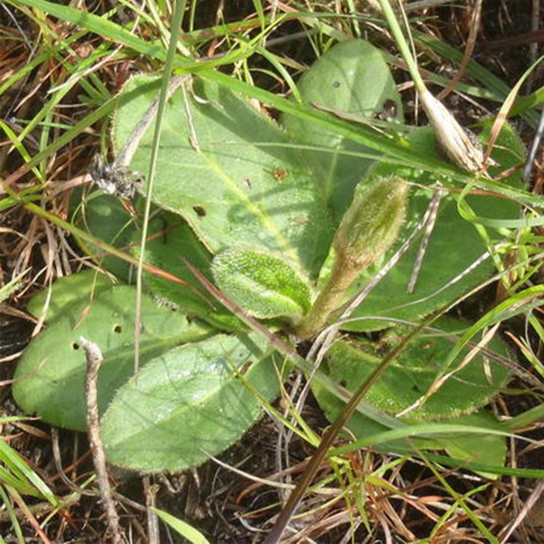 Piloselloides Care (Watering, Fertilize, Pruning, Propagation ...