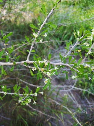 Lycium (Lycium) - PictureThis