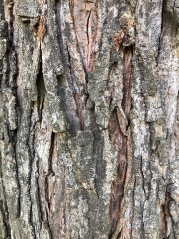Botoes De Ulmus Rubra Como Identificar Olmo Vermelho (Ulmus Rubra)