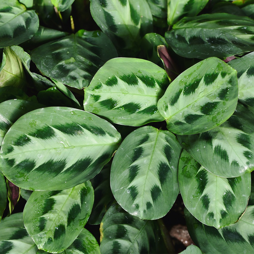Maranta cristata - PictureThis