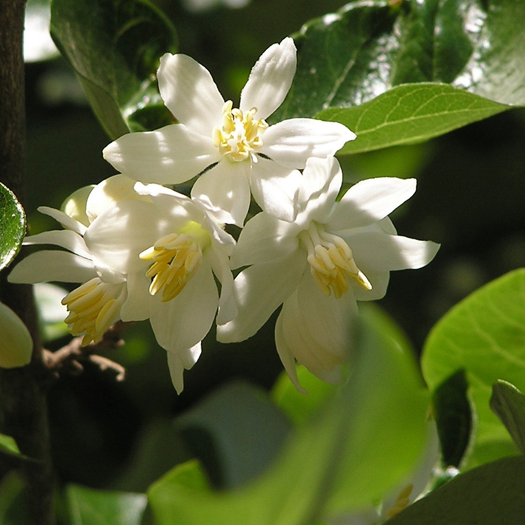 때죽나무속 (Styrax) - PictureThis