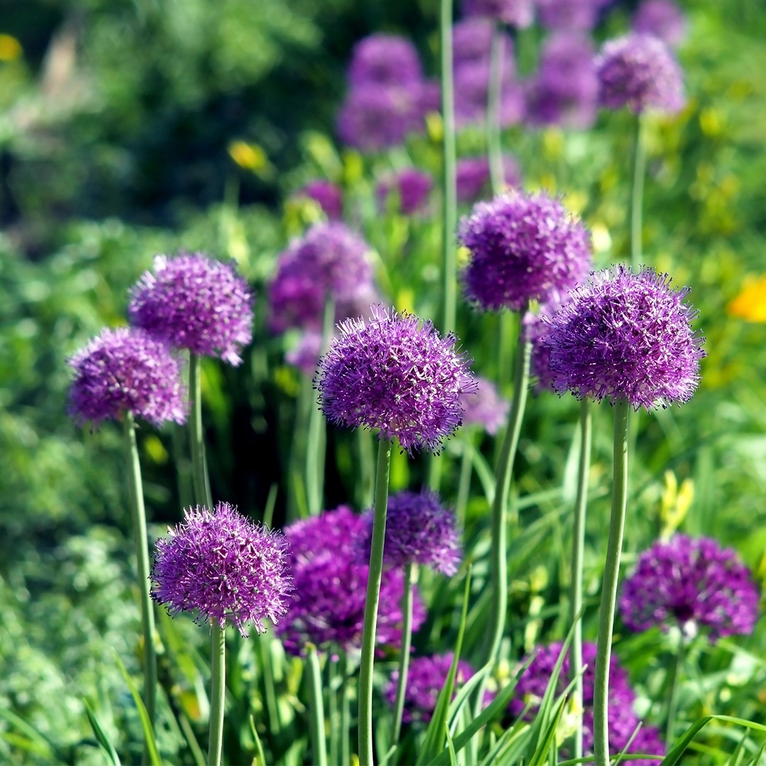 Allium aflatunense 照顧，種植，繁殖，開花時間 - PictureThis