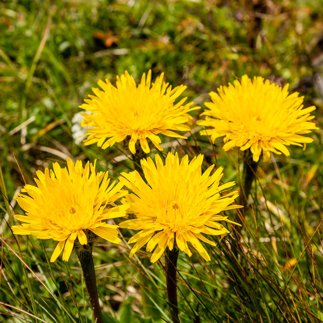 Cat's ears (Hypochaeris) Flower, Leaf, Care, Uses - PictureThis