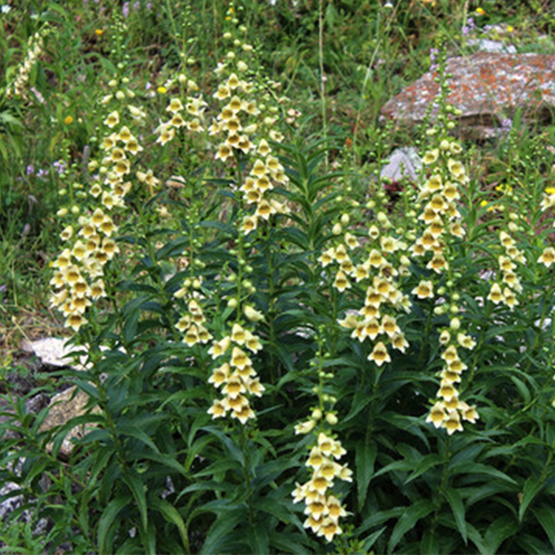 Digitalis ciliata - PictureThis