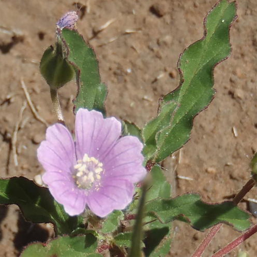 Monsonia angustifolia Cuidados (Plantando, Fertilizantes, Enfermedades ...