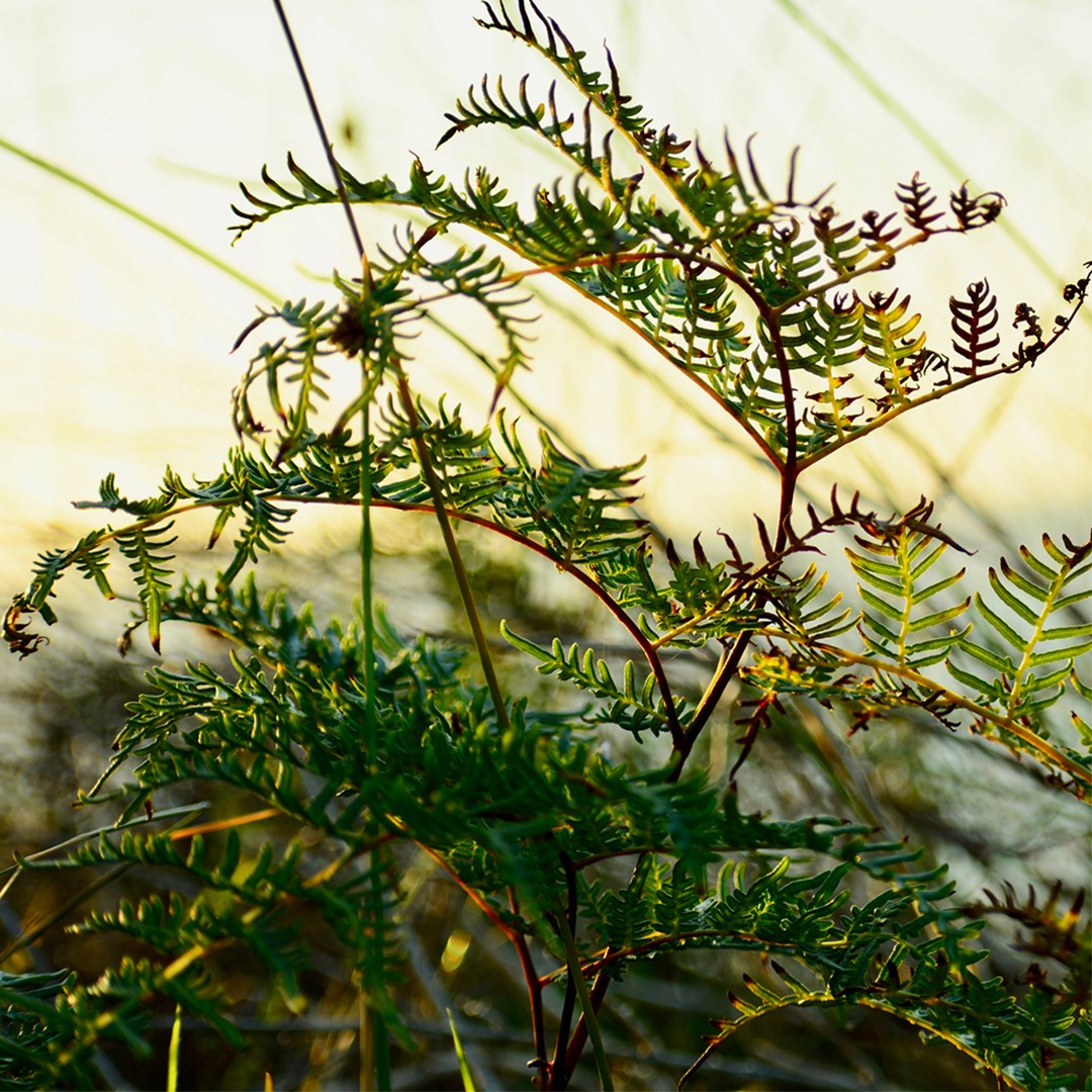 Pteridium esculentum - PictureThis