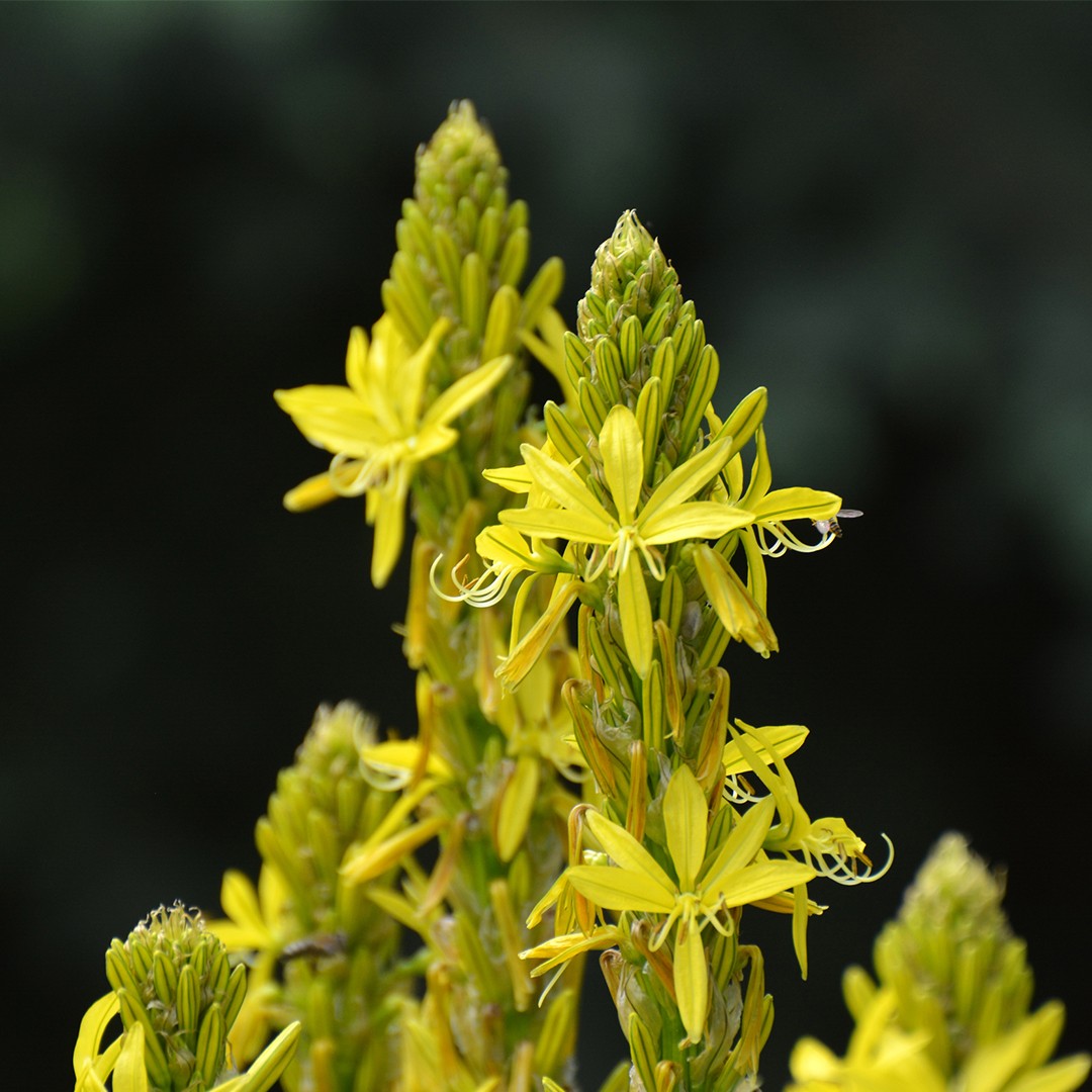 Asphodeline Flower, Leaf, Care, Uses - PictureThis