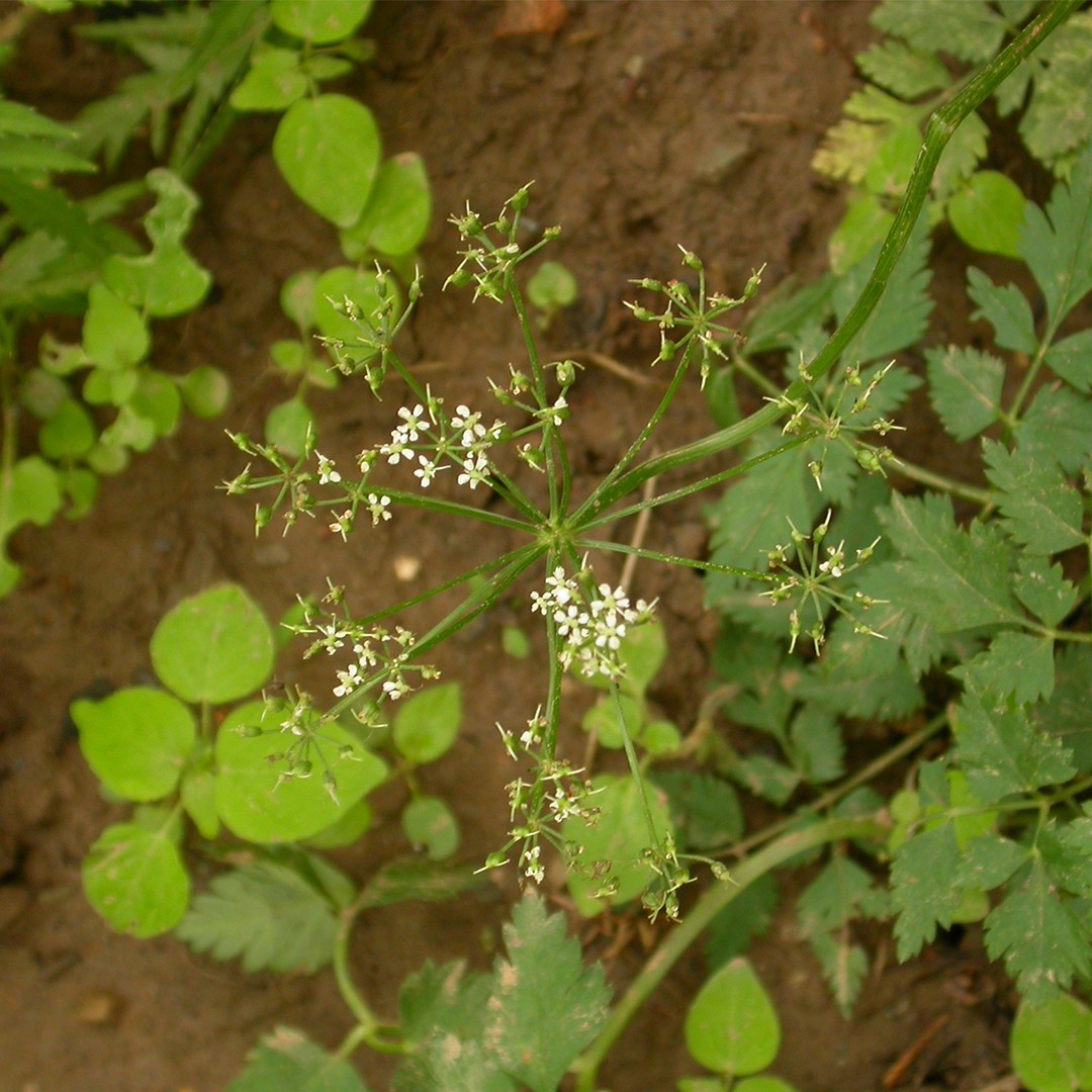 Giersch (Aegopodium) - PictureThis