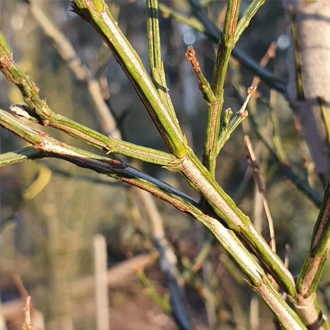 Каллитрис (Callitris) - PictureThis