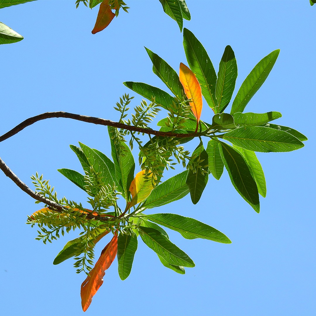 Elaeocarpus - PictureThis