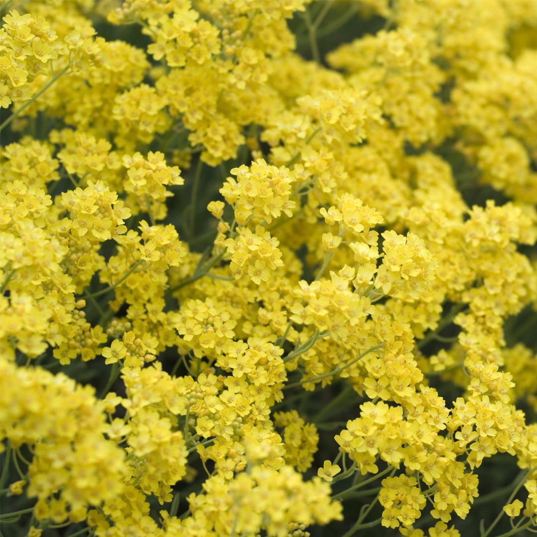 Dwarf alyssum Care (Watering, Fertilize, Pruning, Propagation ...