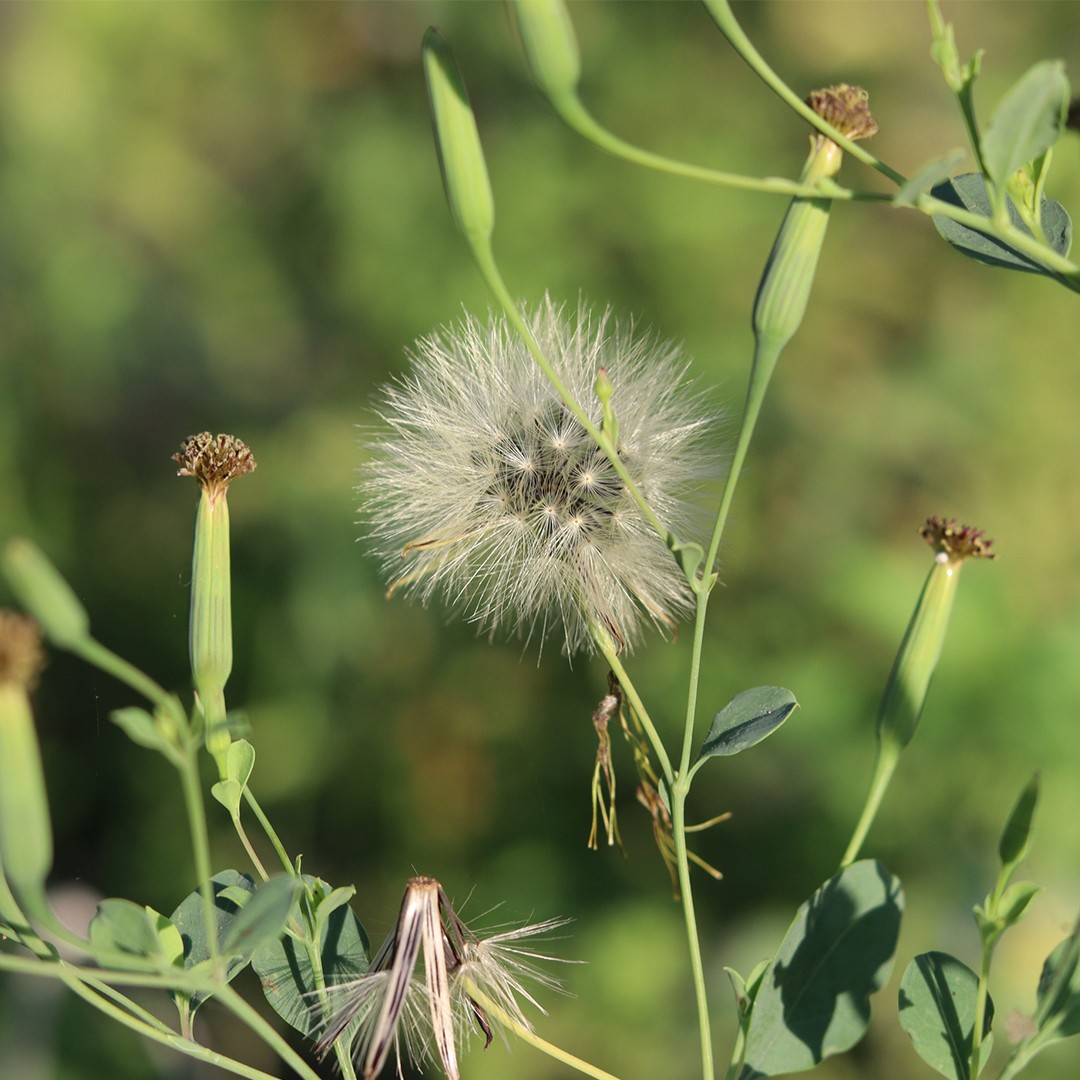 Poreleaf (Porophyllum) Flower, Leaf, Care, Uses - PictureThis