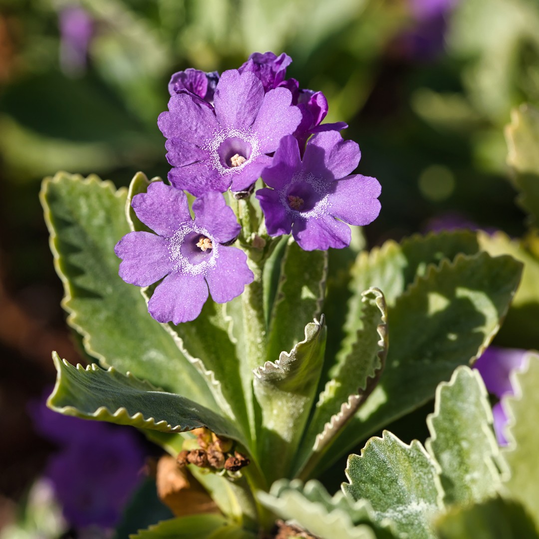 Gewelltrandige Primel (Primula marginata) - PictureThis