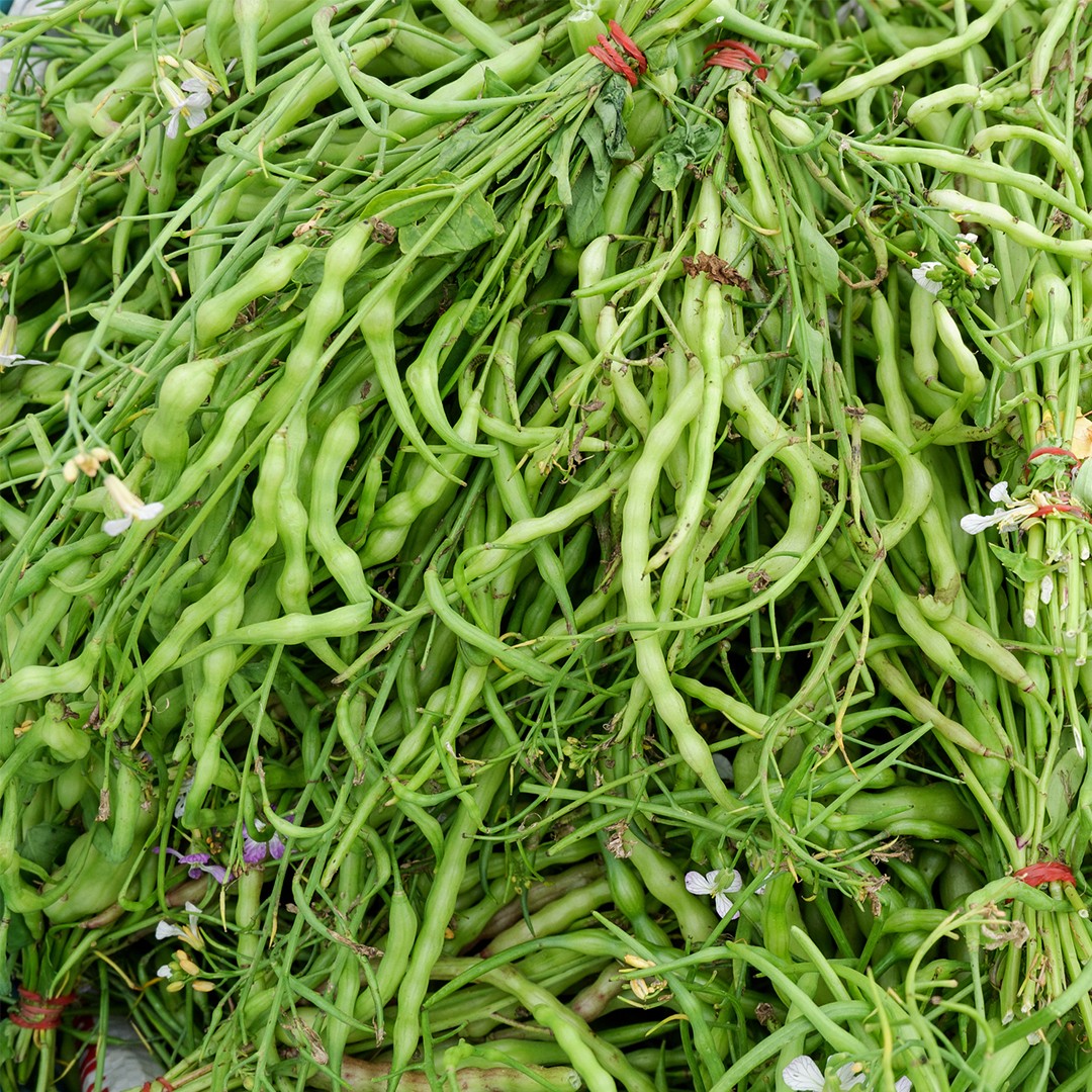 Raphanus sativus var. caudatus 花言葉，毒性，よくある質問 - PictureThis