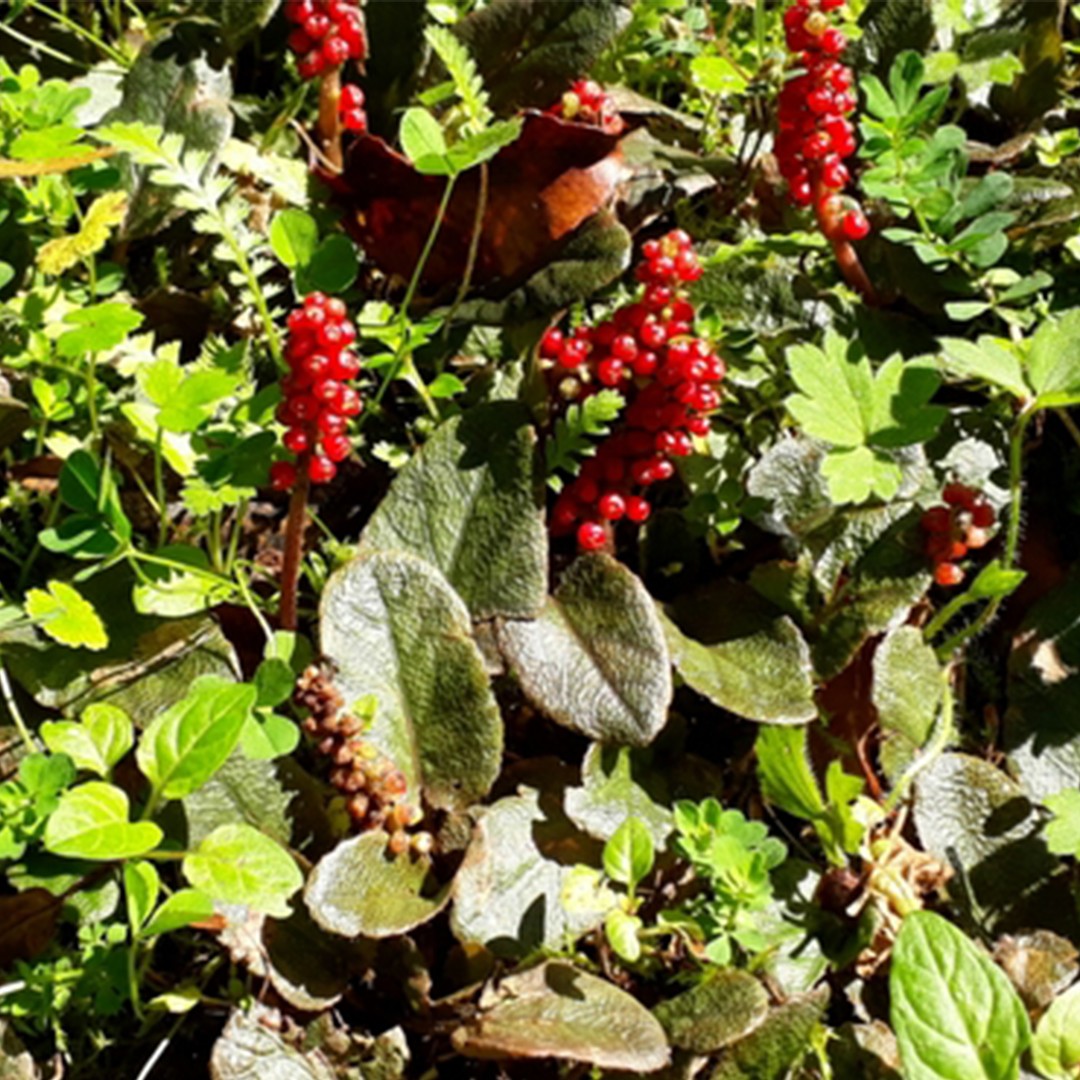 Creeping rhubarb (Gunnera prorepens) Flower, Leaf, Care, Uses - PictureThis