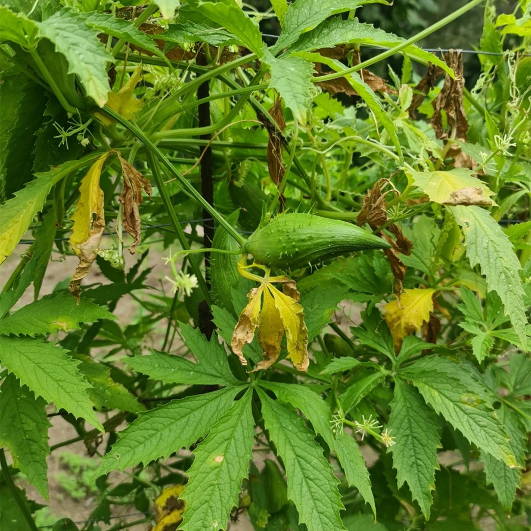 Cyclanthera Care (Watering, Fertilize, Pruning, Propagation) - PictureThis