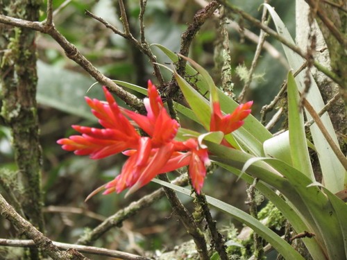 Tillandsia compacta - PictureThis