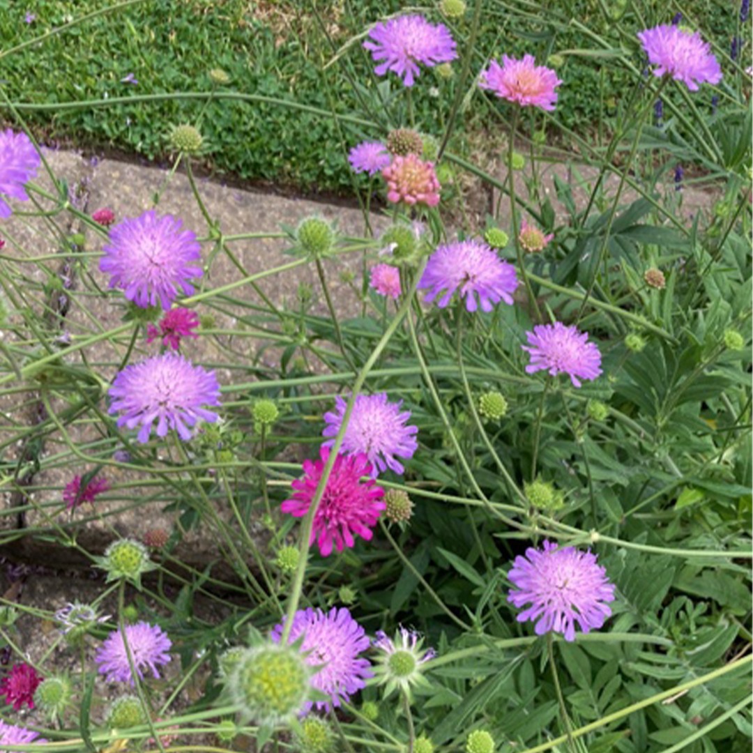 Widow flower (Knautia) Flower, Leaf, Care, Uses - PictureThis