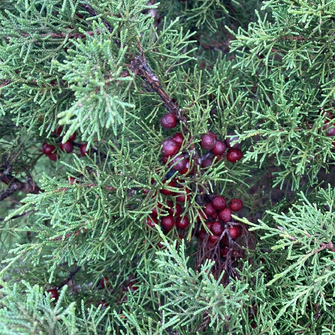 Phönizischer Wacholder (Juniperus phoenicea) - PictureThis