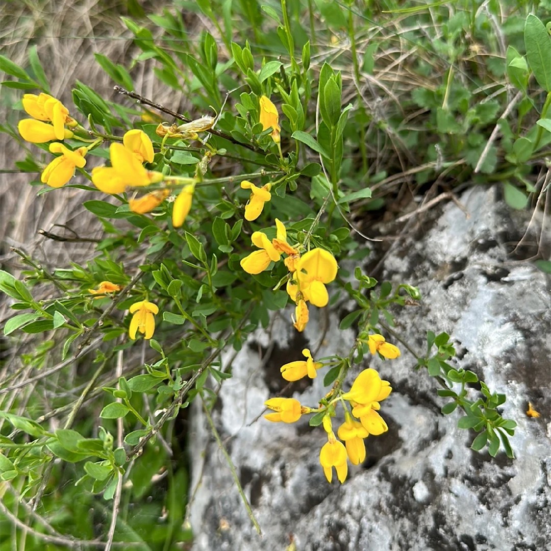 Genista - PictureThis