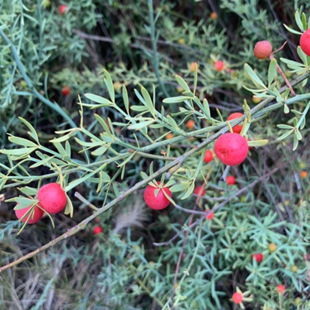 Witte Osyris (Osyris alba) - PictureThis