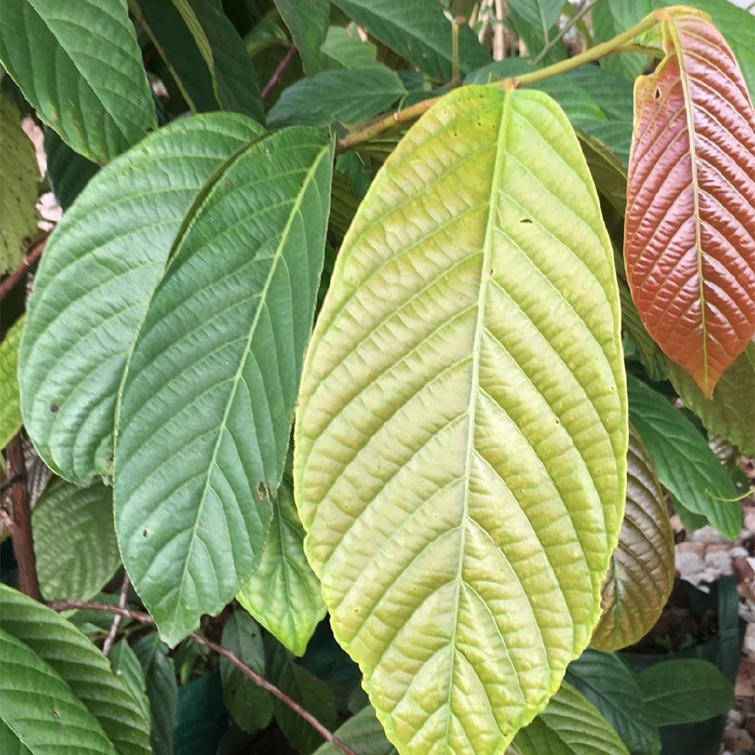 Ironwood Care (Watering, Fertilize, Pruning, Propagation) - PictureThis