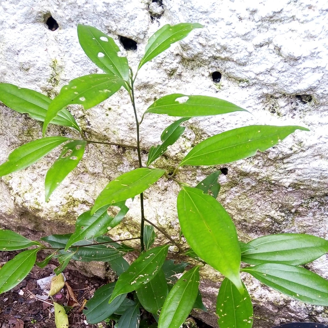 Lindera - PictureThis