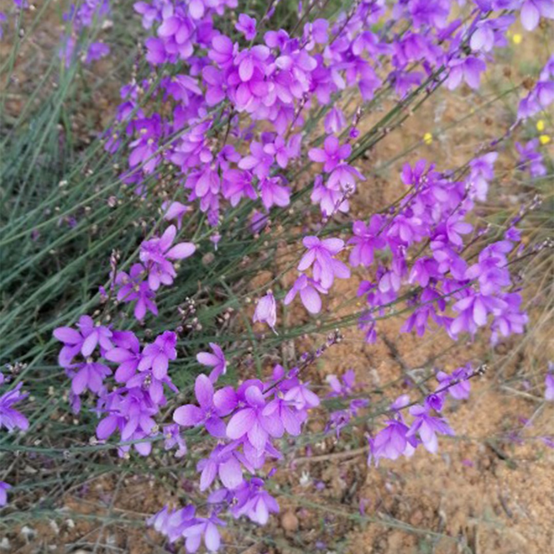 Heliophila - PictureThis