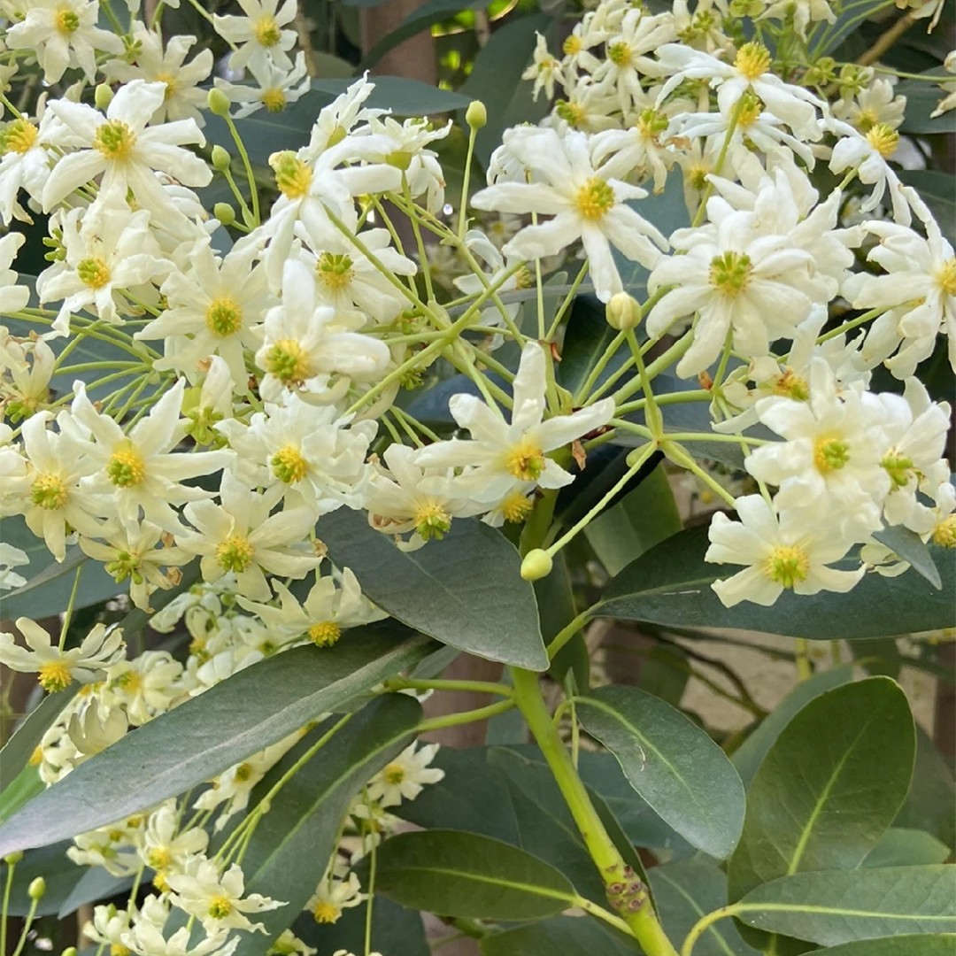 Drimys Flower, Leaf, Care, Uses - PictureThis