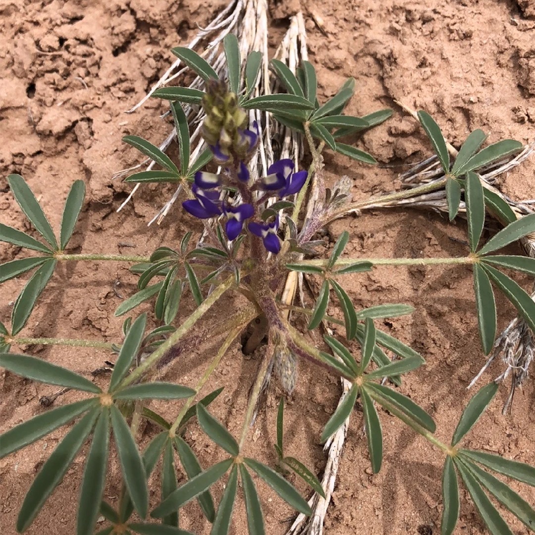 Lupinus pusillus - PictureThis