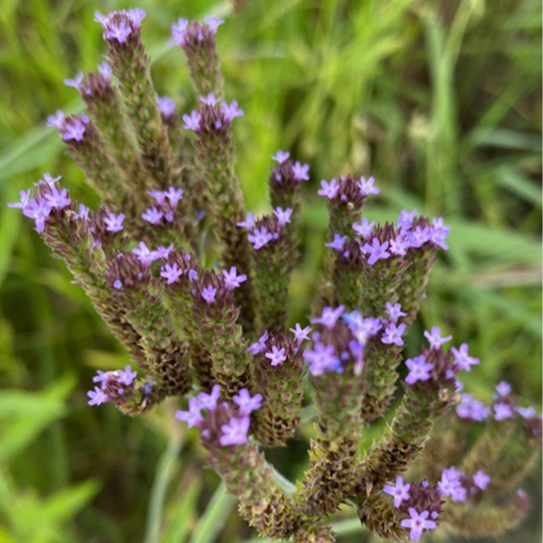 Verbena incompta - PictureThis