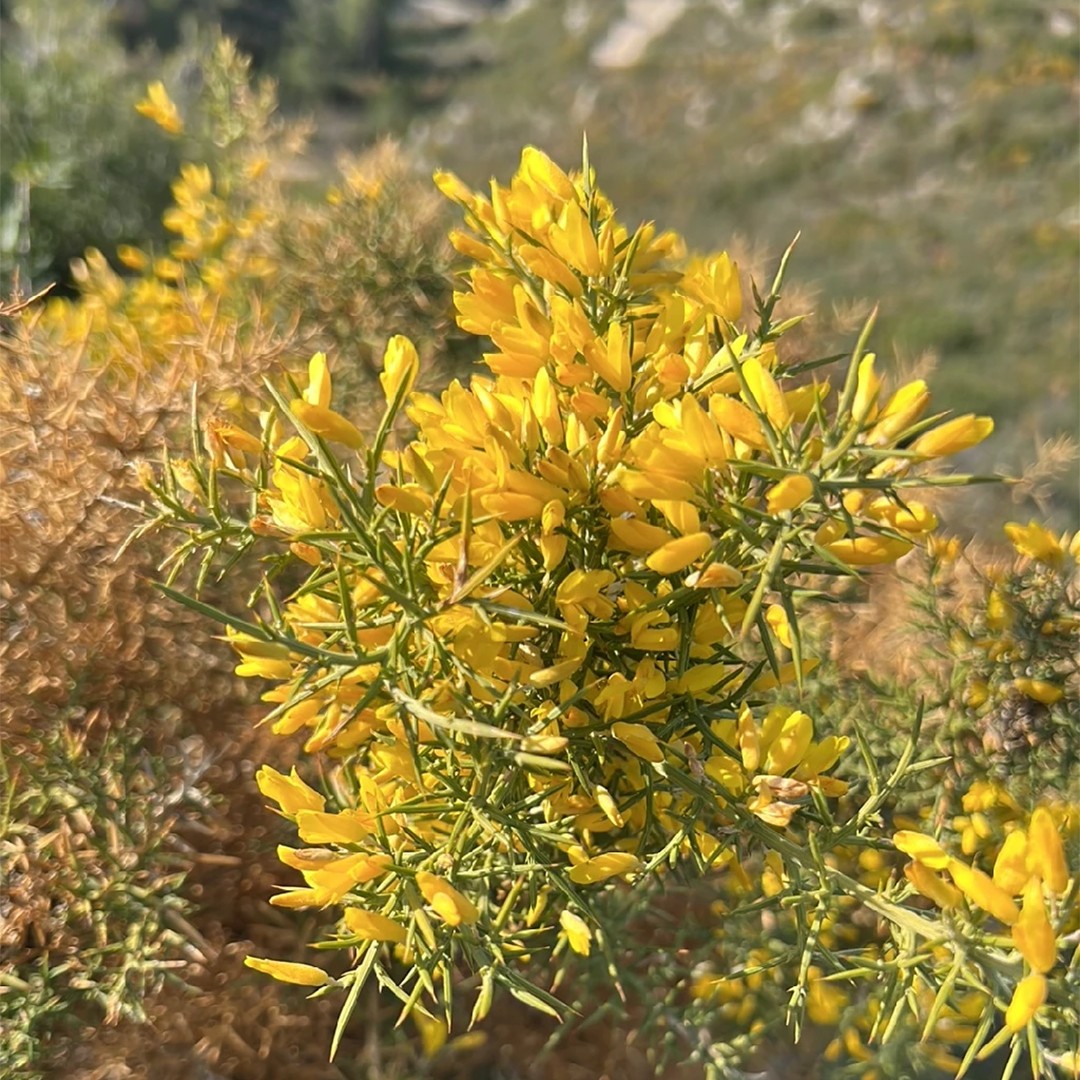 Ajonc de provence (Ulex parviflorus) - PictureThis