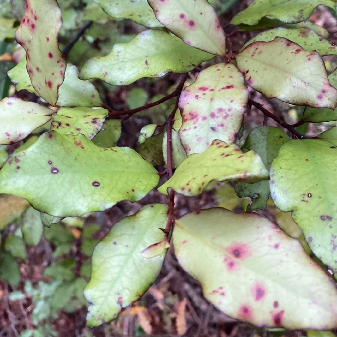 Pseudowintera Flower, Leaf, Care, Uses - PictureThis