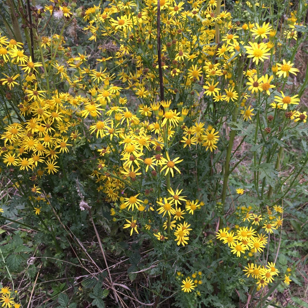 자코바에아속 (Jacobaea) - PictureThis