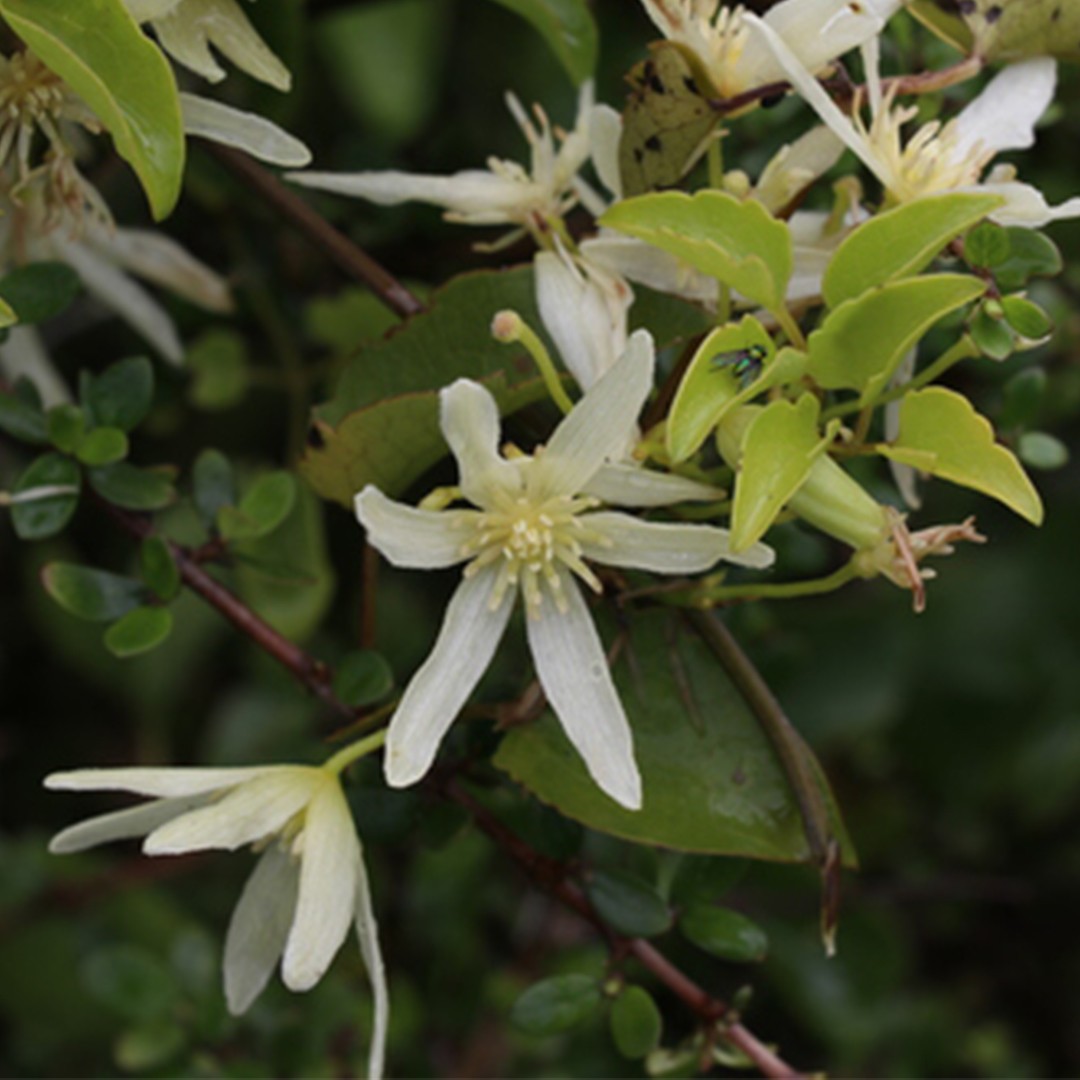 클레마티스 포르스테리 (Clematis forsteri) - PictureThis