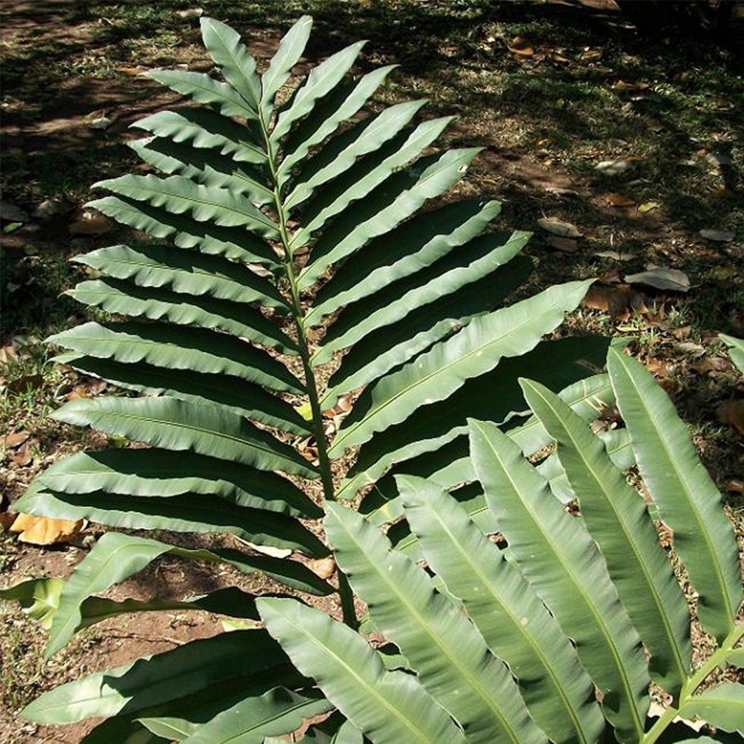 Stangeria Care (Watering, Fertilize, Pruning, Propagation) - PictureThis