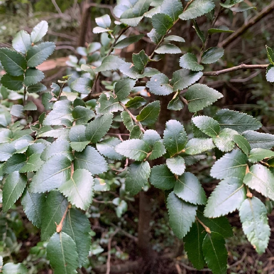 Coigüe (Nothofagus dombeyi) - PictureThis
