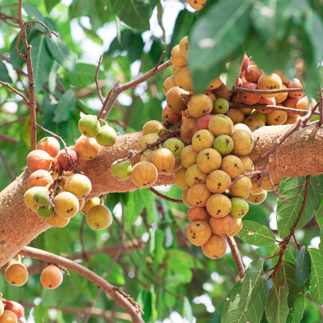 Higo de racimo (Ficus racemosa) - PictureThis