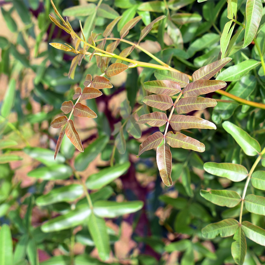 Pistacia atlantica - PictureThis