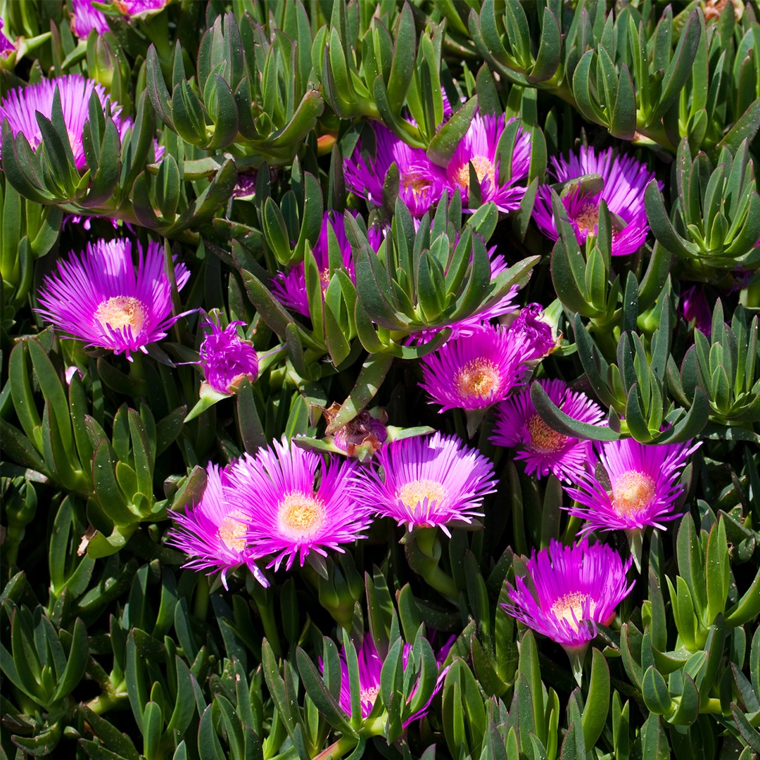 Carpobrotus - PictureThis