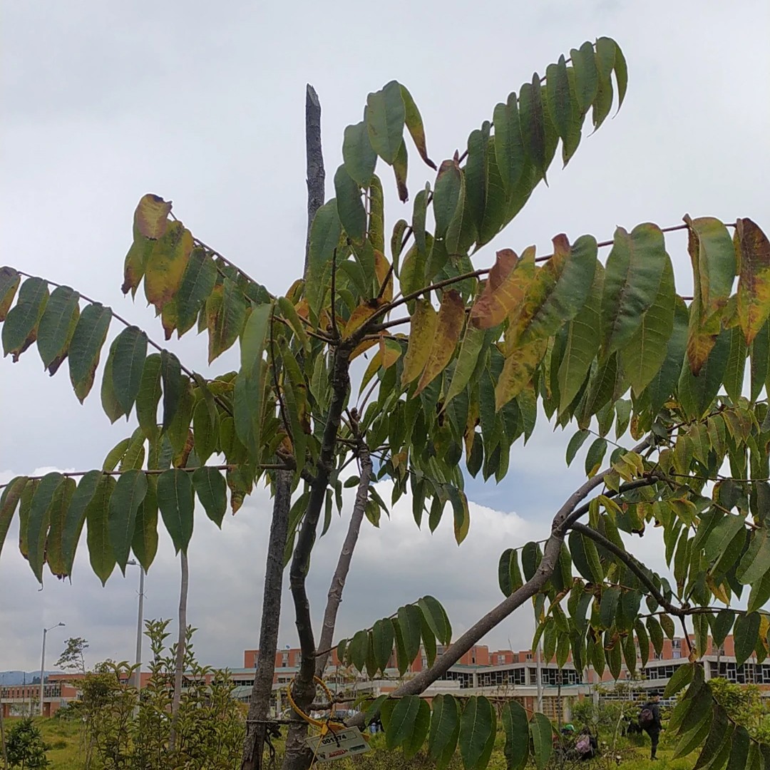 Cedrela Flower, Leaf, Care, Uses - PictureThis