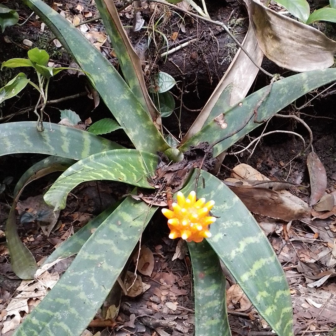 Tufted airplant (Guzmania) Flower, Leaf, Care, Uses - PictureThis