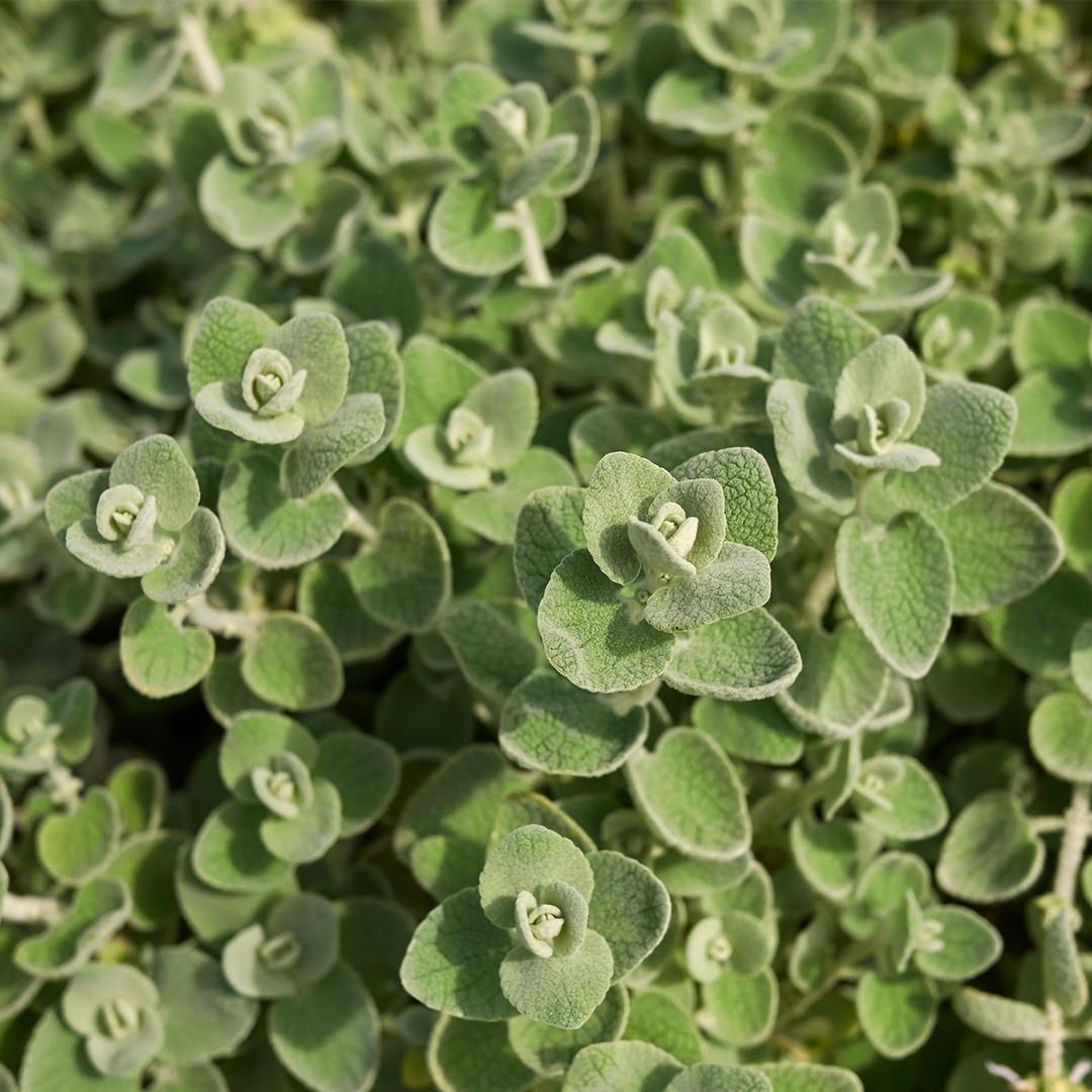 Cómo identificar Marrubio (Ballota pseudodictamnus)