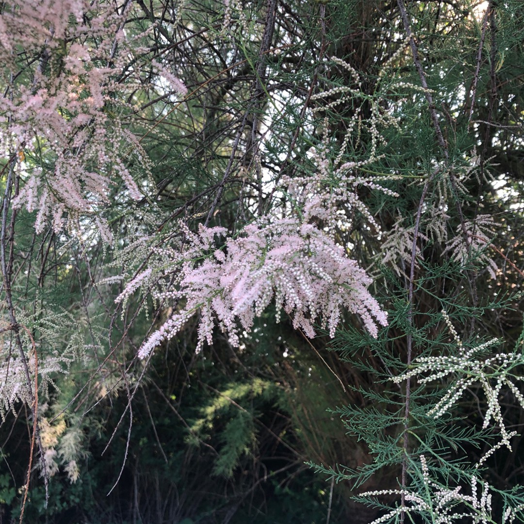 위성류속 (Tamarix) - PictureThis